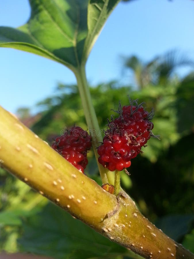 Multi berry red stock photo. Image of multiberry, tasty - 83203624