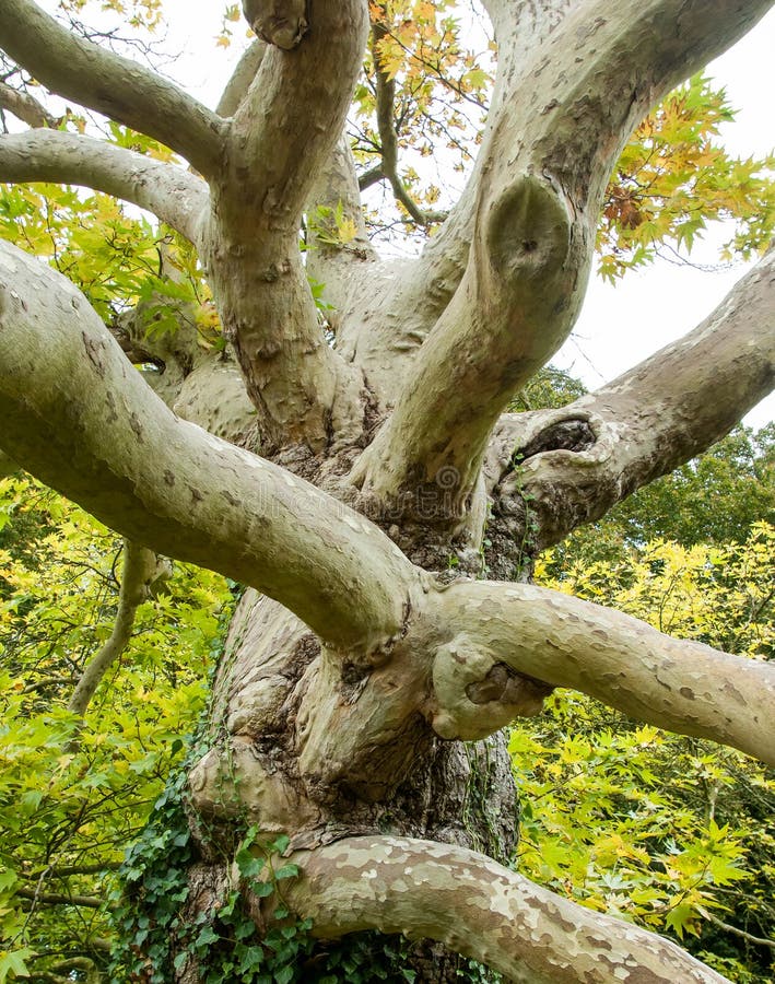 Multi-branched maple stock image. Image of grass, garden - 50643279