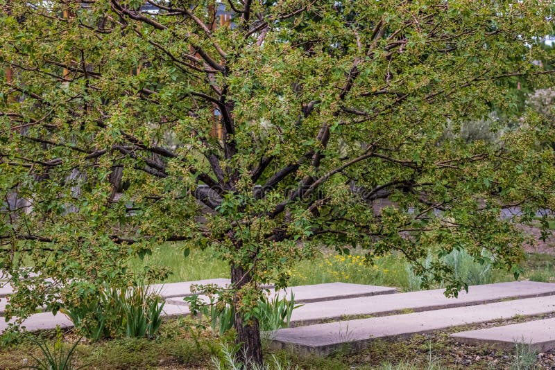 Multi-Branched Tree stock photo. Image of deciduous - 252762718