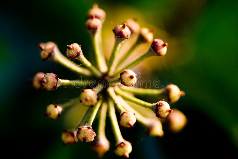 Multi budding plant stock photo. Image of harmony, grow - 13055092