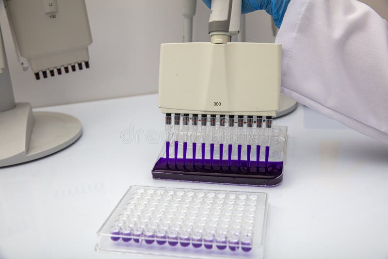 Multi Channel Pipette Loading Biological Samples in Microplate for Test ...