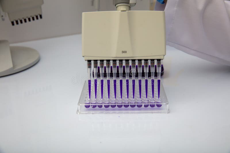 Multi Channel Pipette Loading Biological Samples in Microplate for Test ...