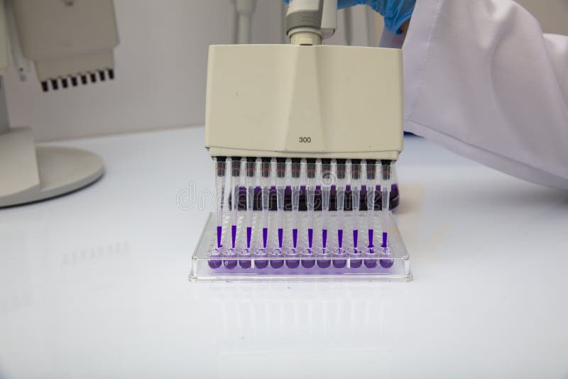 Multi Channel Pipette Loading Biological Samples in Microplate for Test ...