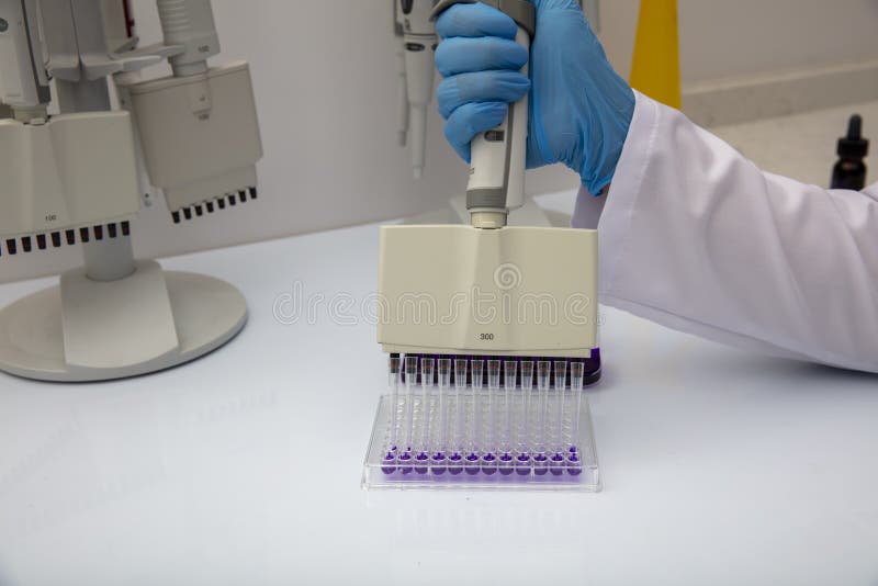 Multi Channel Pipette Loading Biological Samples in Microplate for Test ...