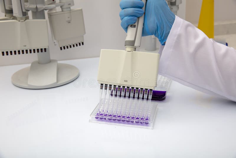 Multi Channel Pipette Loading Biological Samples in Microplate for Test ...