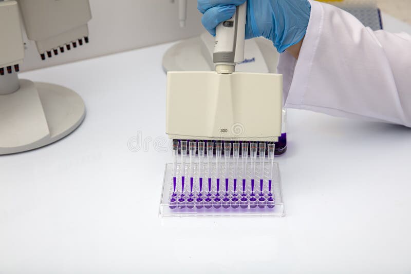 Multi Channel Pipette Loading Biological Samples in Microplate for Test ...