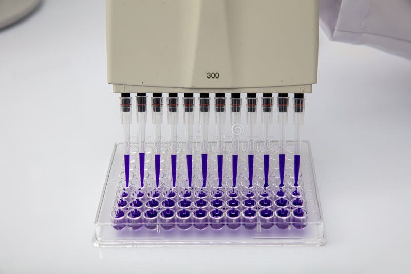 Multi Channel Pipette Loading Biological Samples in Microplate for Test ...