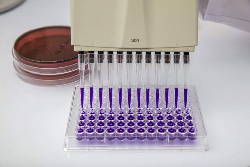 Multi Channel Pipette Loading Biological Samples in Microplate for Test ...