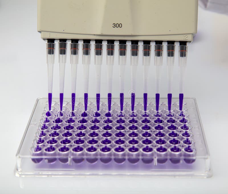 Multi Channel Pipette Loading Biological Samples in Microplate for Test ...