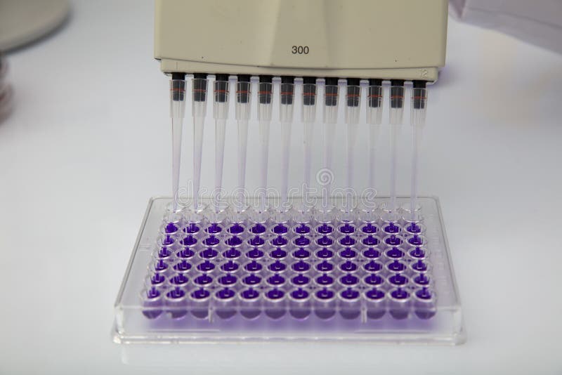 Multi Channel Pipette Loading Biological Samples In Microplate For Test ...