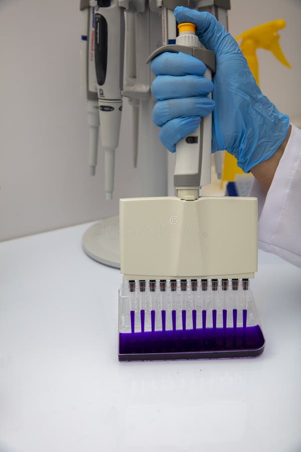 Multi Channel Pipette Loading Biological Samples in Microplate for Test ...