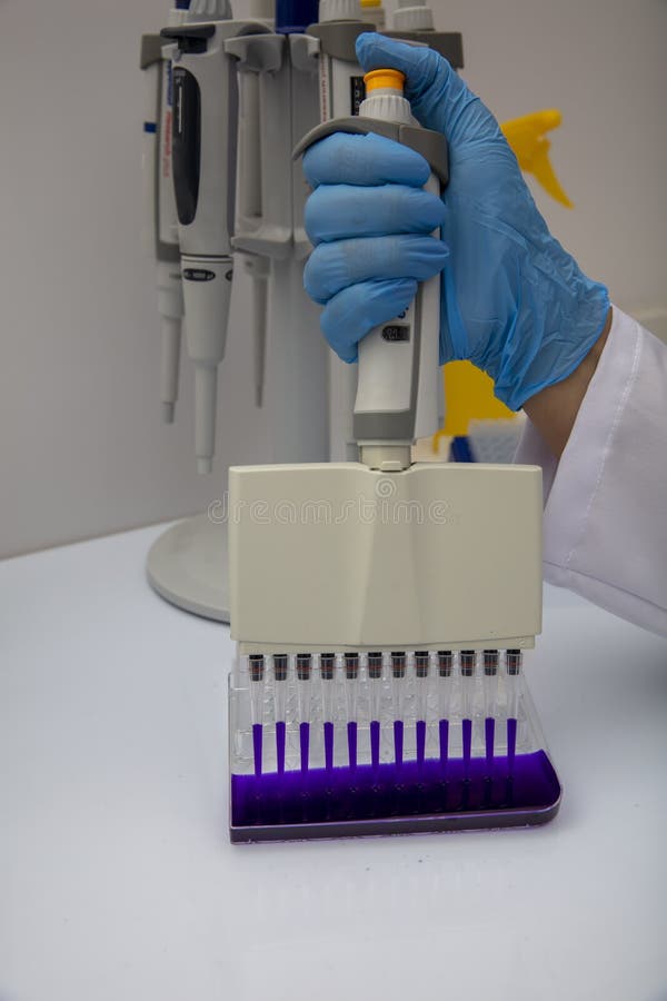 Multi Channel Pipette Loading Biological Samples in Microplate for Test ...