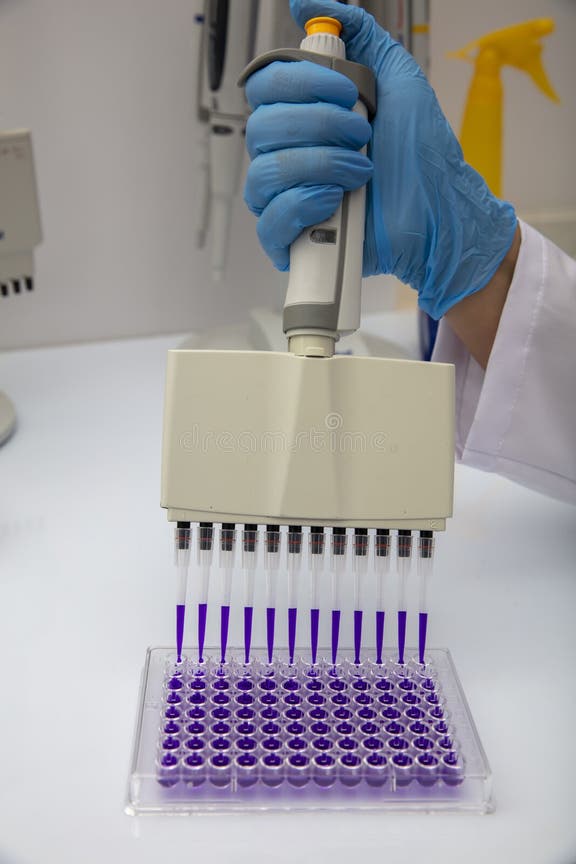 Multi Channel Pipette Loading Biological Samples in Microplate for Test ...