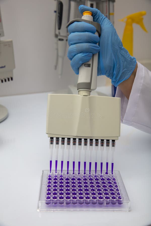 Multi Channel Pipette Loading Biological Samples in Microplate for Test ...