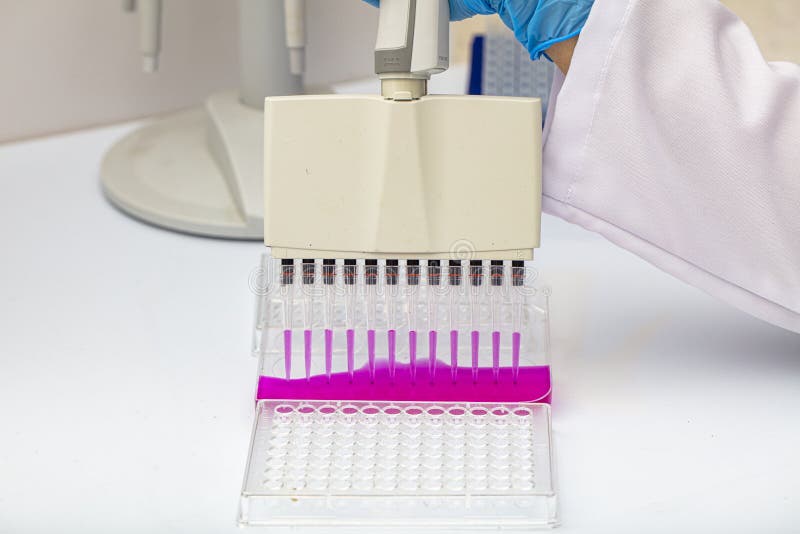 Multi Channel Pipette Loading Biological Samples in Microplate for Test ...