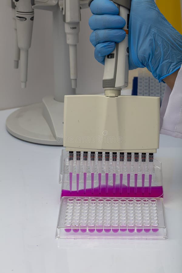 Multi Channel Pipette Loading Biological Samples in Microplate for Test ...