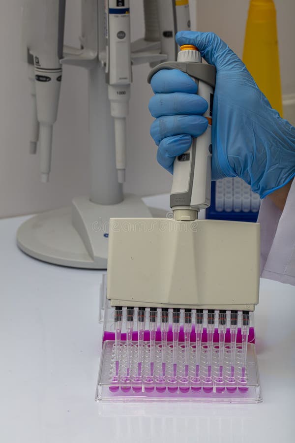 Multi Channel Pipette Loading Biological Samples in Microplate for Test ...