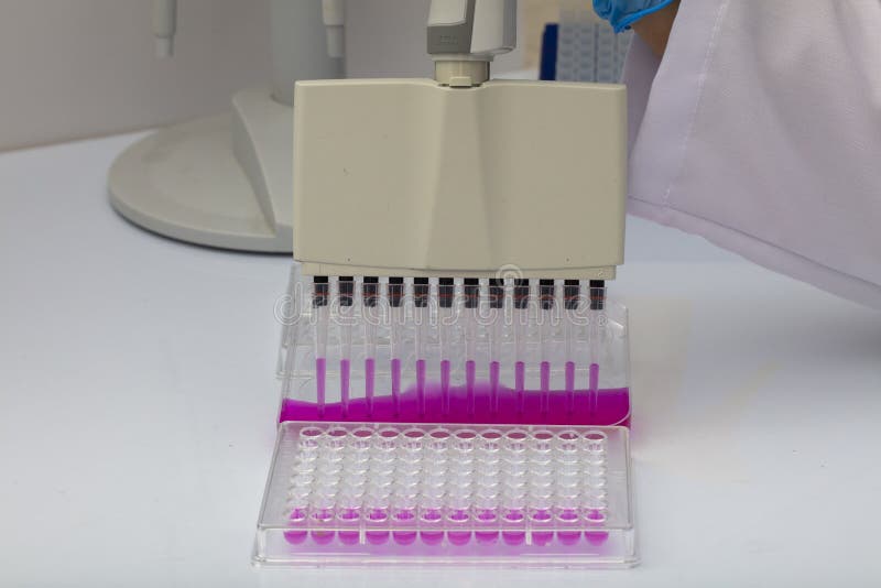Multi Channel Pipette Loading Biological Samples in Microplate for Test ...