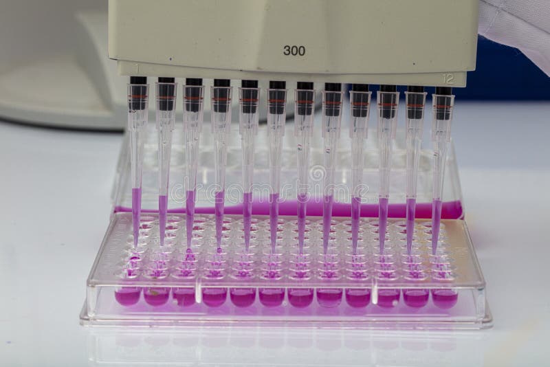 Multi Channel Pipette Loading Biological Samples in Microplate for Test ...