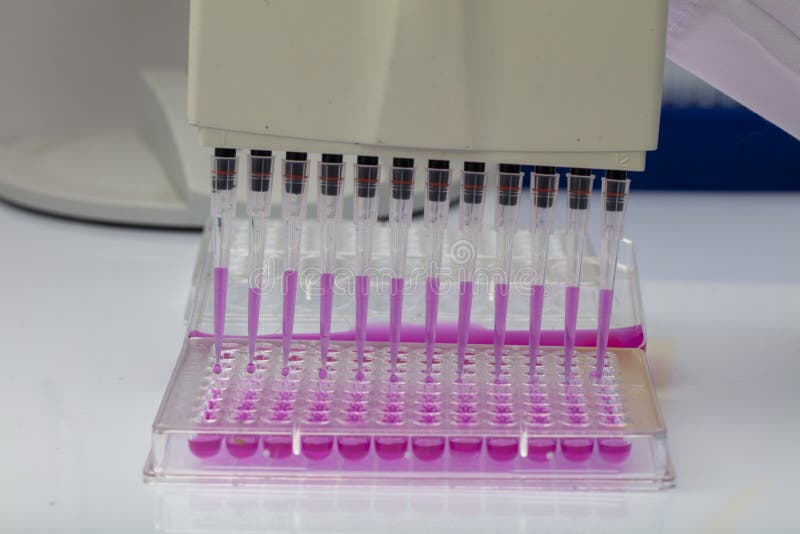 Multi Channel Pipette Loading Biological Samples in Microplate for Test ...