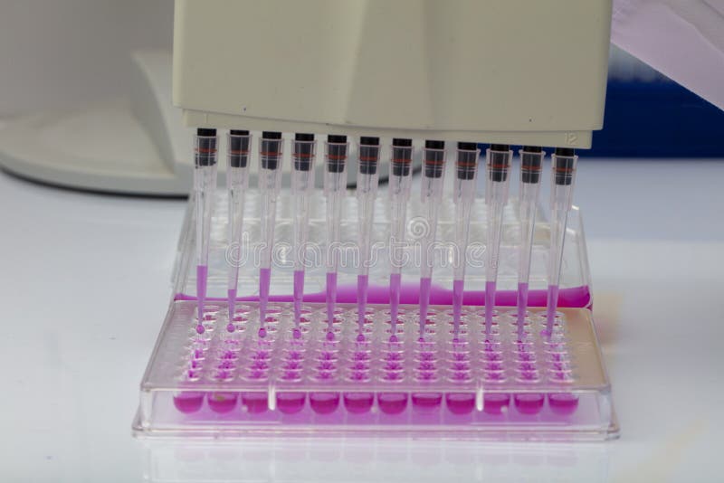 Multi Channel Pipette Loading Biological Samples in Microplate for Test ...