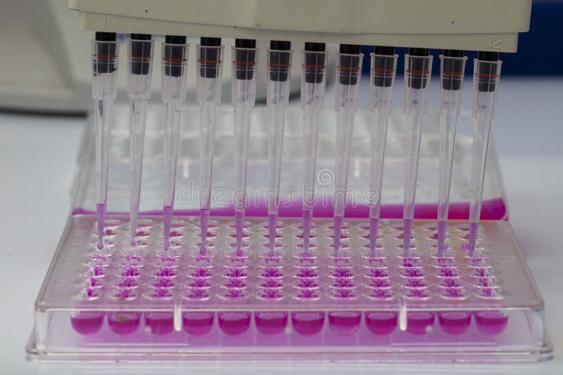 Multi Channel Pipette Loading Biological Samples in Microplate for Test ...