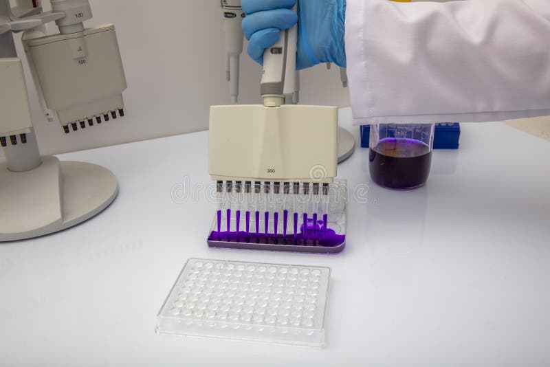 Multi Channel Pipette Loading Biological Samples in Microplate for Test ...
