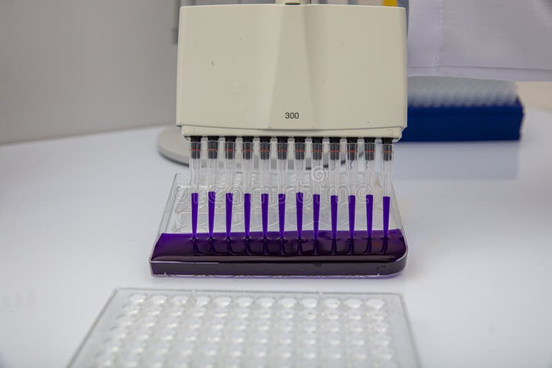 Multi Channel Pipette Loading Biological Samples in Microplate for Test ...