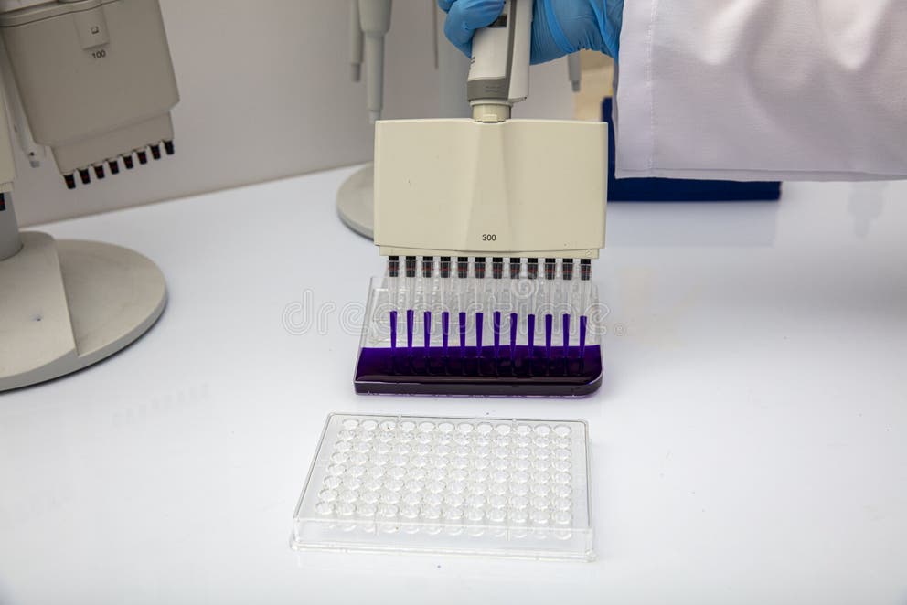 Multi Channel Pipette Loading Biological Samples in Microplate for Test ...