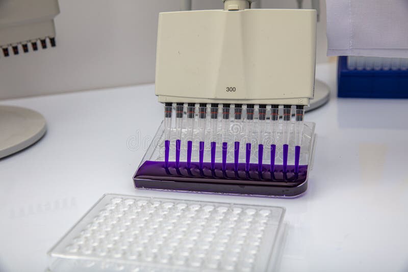 Multi Channel Pipette Loading Biological Samples in Microplate for Test ...