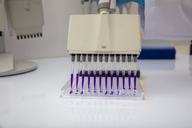 Multi Channel Pipette Loading Biological Samples in Microplate for Test ...