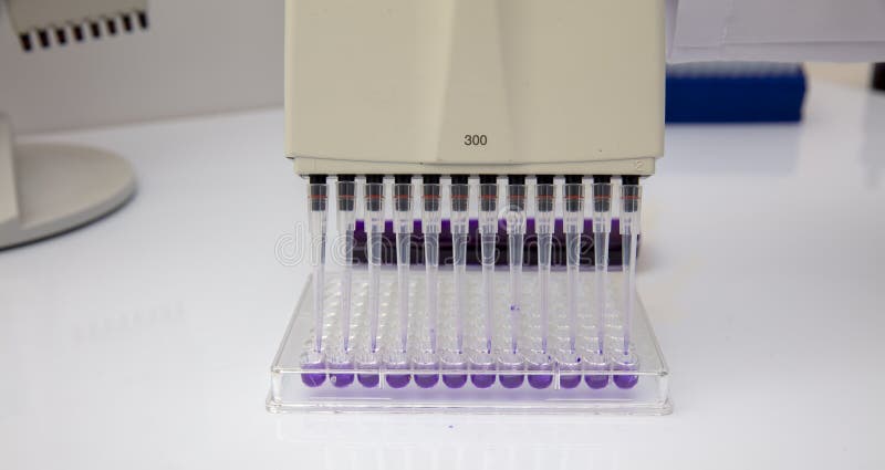 Multi Channel Pipette Loading Biological Samples in Microplate for Test ...