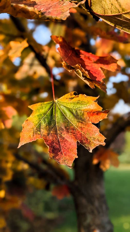Multi Color Autumn Fall Maple Leaf on a Tree. Vertical Background ...
