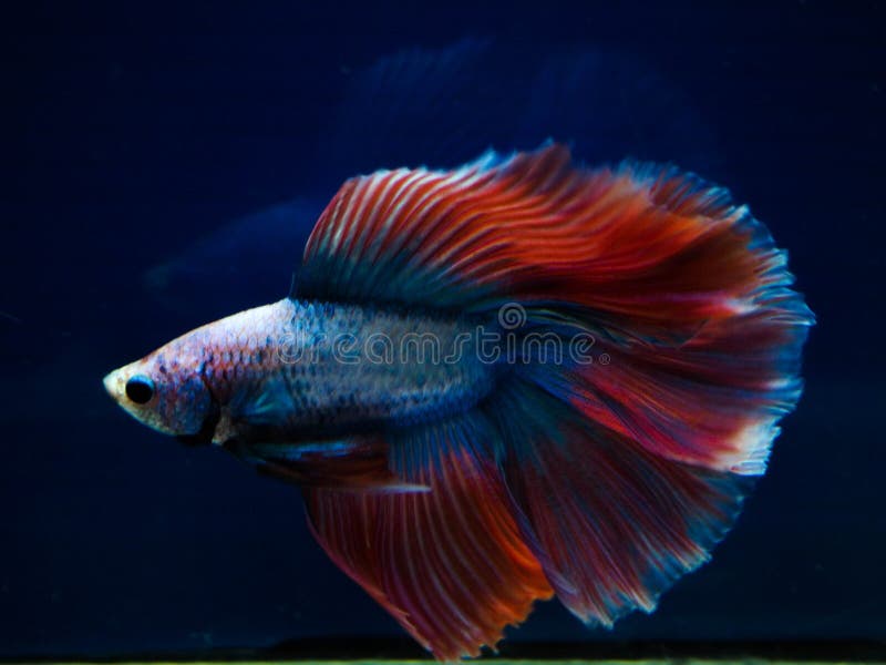 Multi color betta fish stock photo. Image of underwater - 251630768