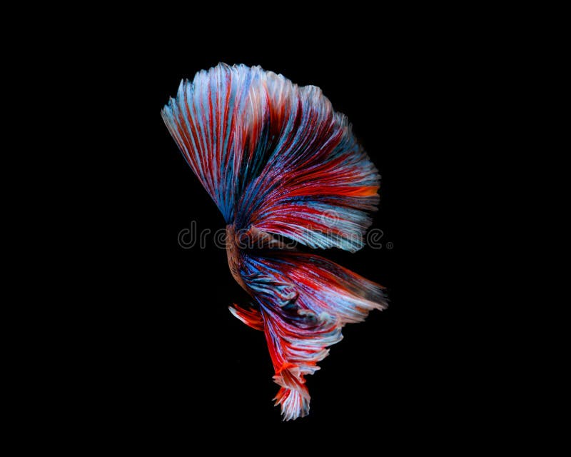 Multi-color Betta Fish, Siamese Fighting Fish Stock Photo - Image of ...
