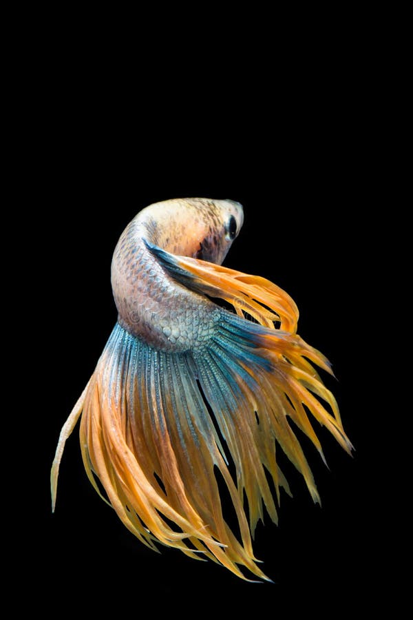 Multi-color Betta Fish, Siamese Fighting Fish Stock Photo - Image of ...