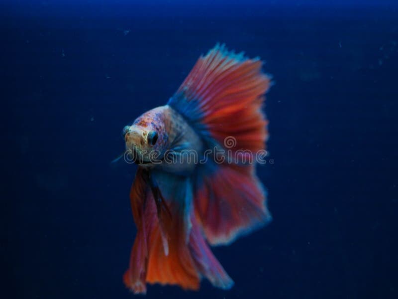 Multi color Betta fish stock photo. Image of multi, aquarium - 251630792