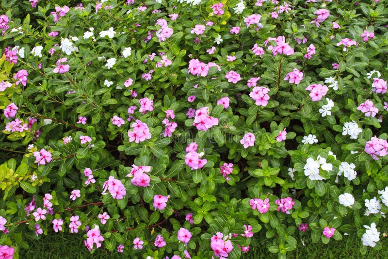 Multi Color Flower in Garden Stock Photo - Image of variety, blooming ...