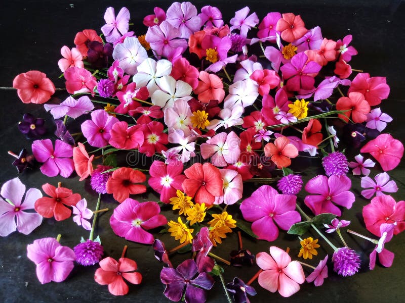 Multi color Flowers stock photo. Image of flowers, beauty - 224040436