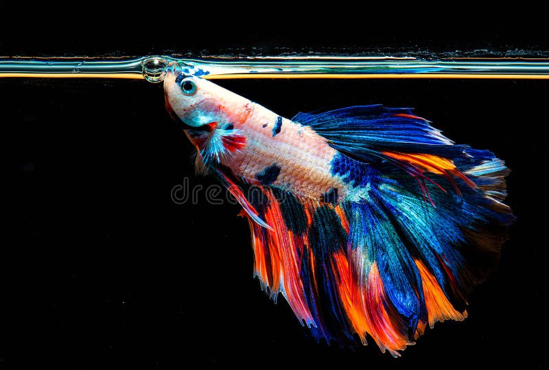 Multi Color Half Moon Betta Fish Stock Photo - Image of beauty, fish ...