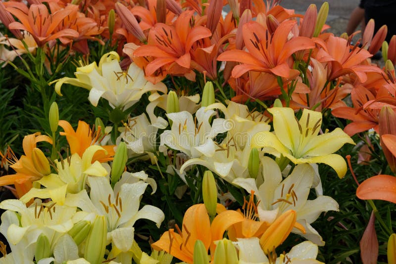 Multi Color Lilies, Orange, Yellow,white Stock Image - Image of group ...