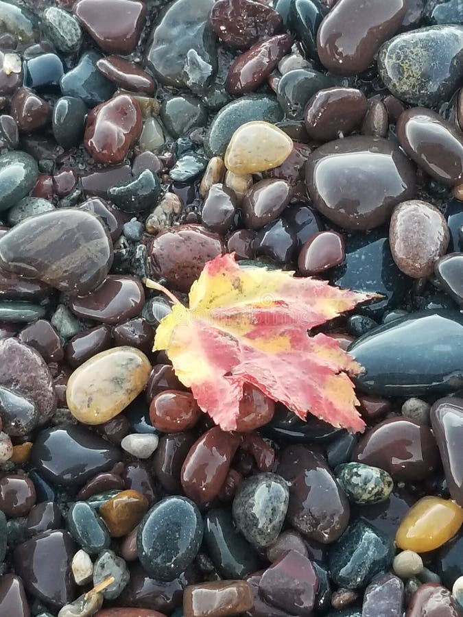 Multi Color Maple Leaf on Rocks Stock Image - Image of lake, leaf ...