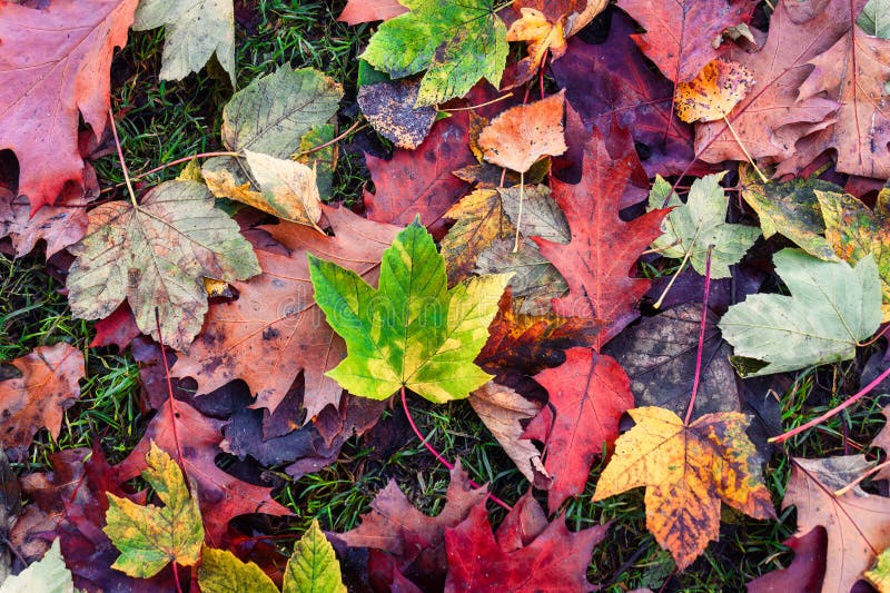Multi Color Maple Leaves Rotting on the Ground in Autumn Forest Stock ...