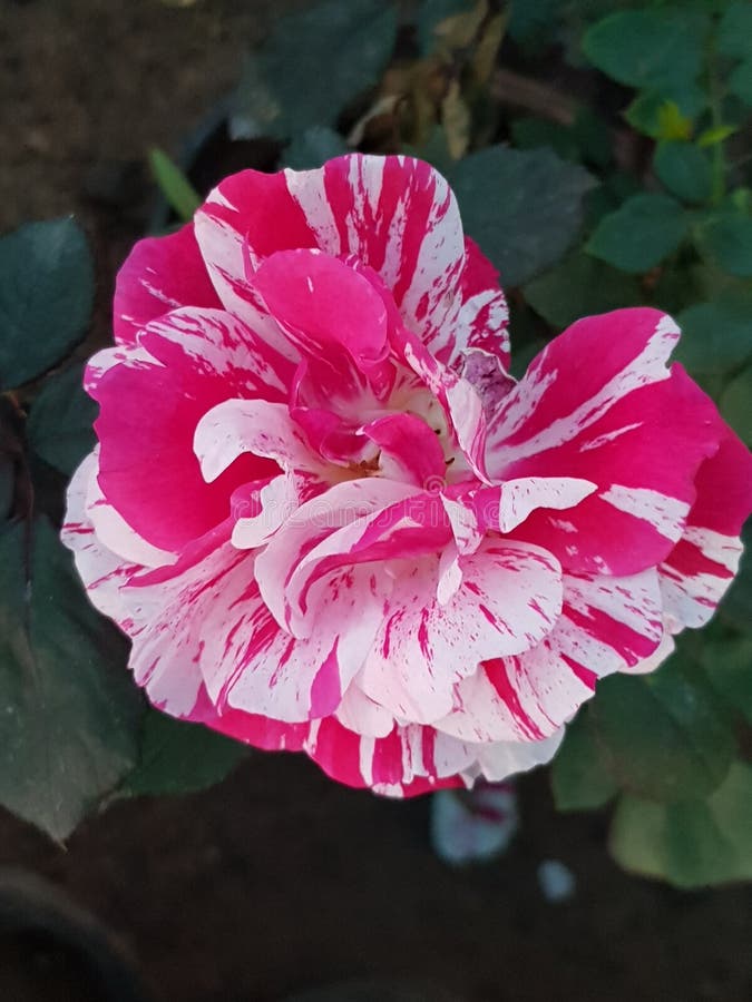 Multi color rose flower stock image. Image of multi - 136340143