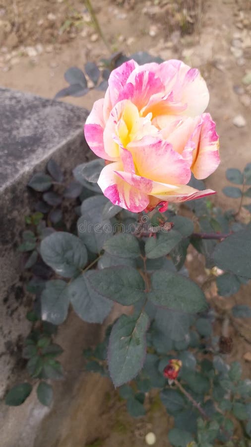 Multi Color Rose from My Garden Stock Photo - Image of rose, mixture ...