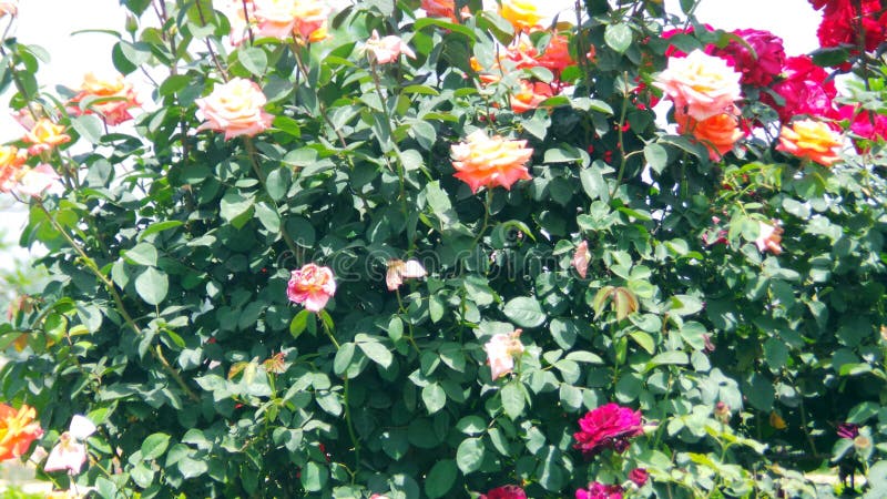 Multi Color Roses on One Plant Stock Image - Image of color, beautiful ...