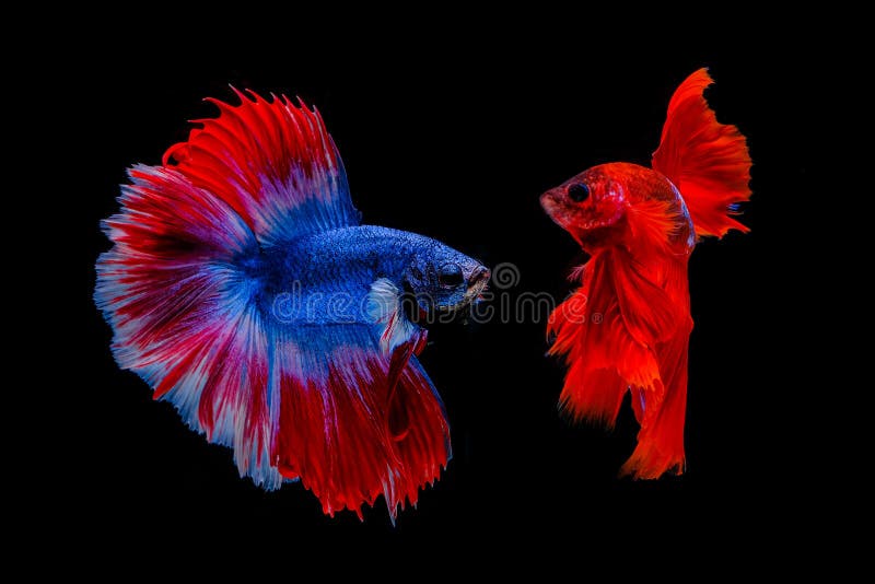 Multi Color Siamese Fighting Fish RosetailHalfmoon Stock Image - Image ...