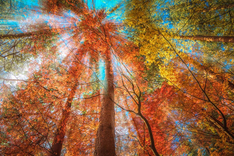 Multi Color Trees in the Autunm Forest Stock Image - Image of lush ...