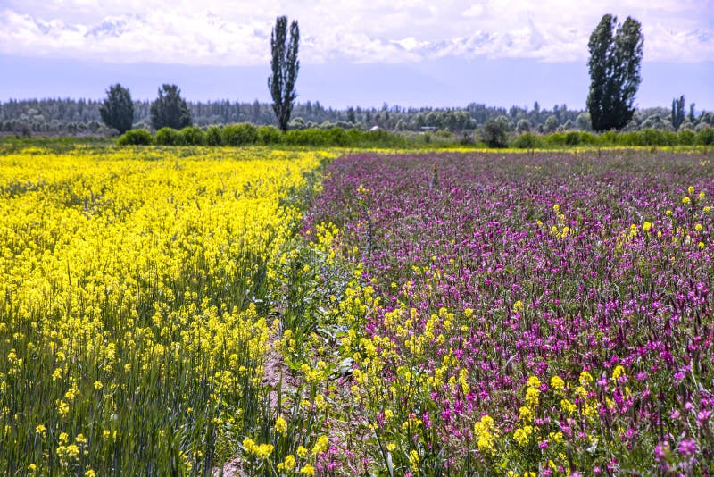 Multi-colored Agricultural Fields and a Dividing Strip of Trees Against ...