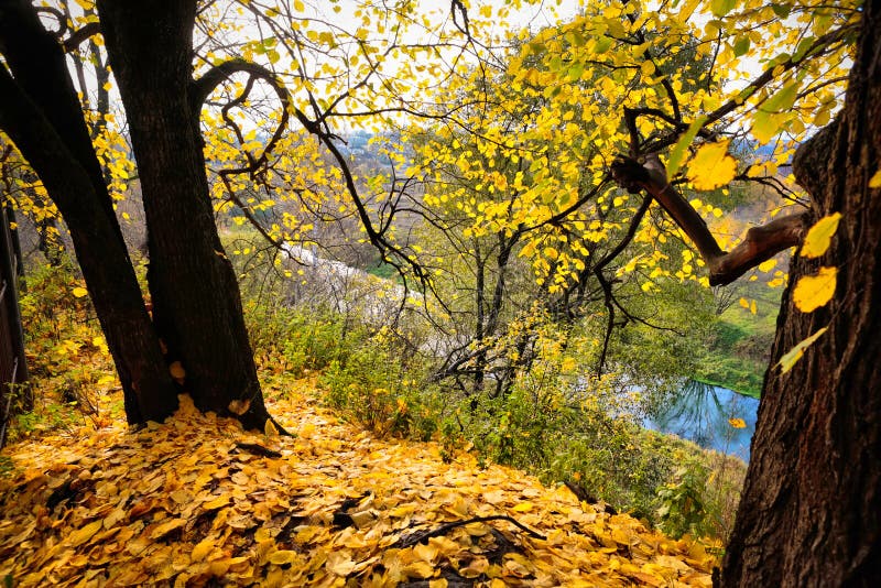 Multicolor Autunm Leaves on the Trees Stock Photo - Image of deciduous ...